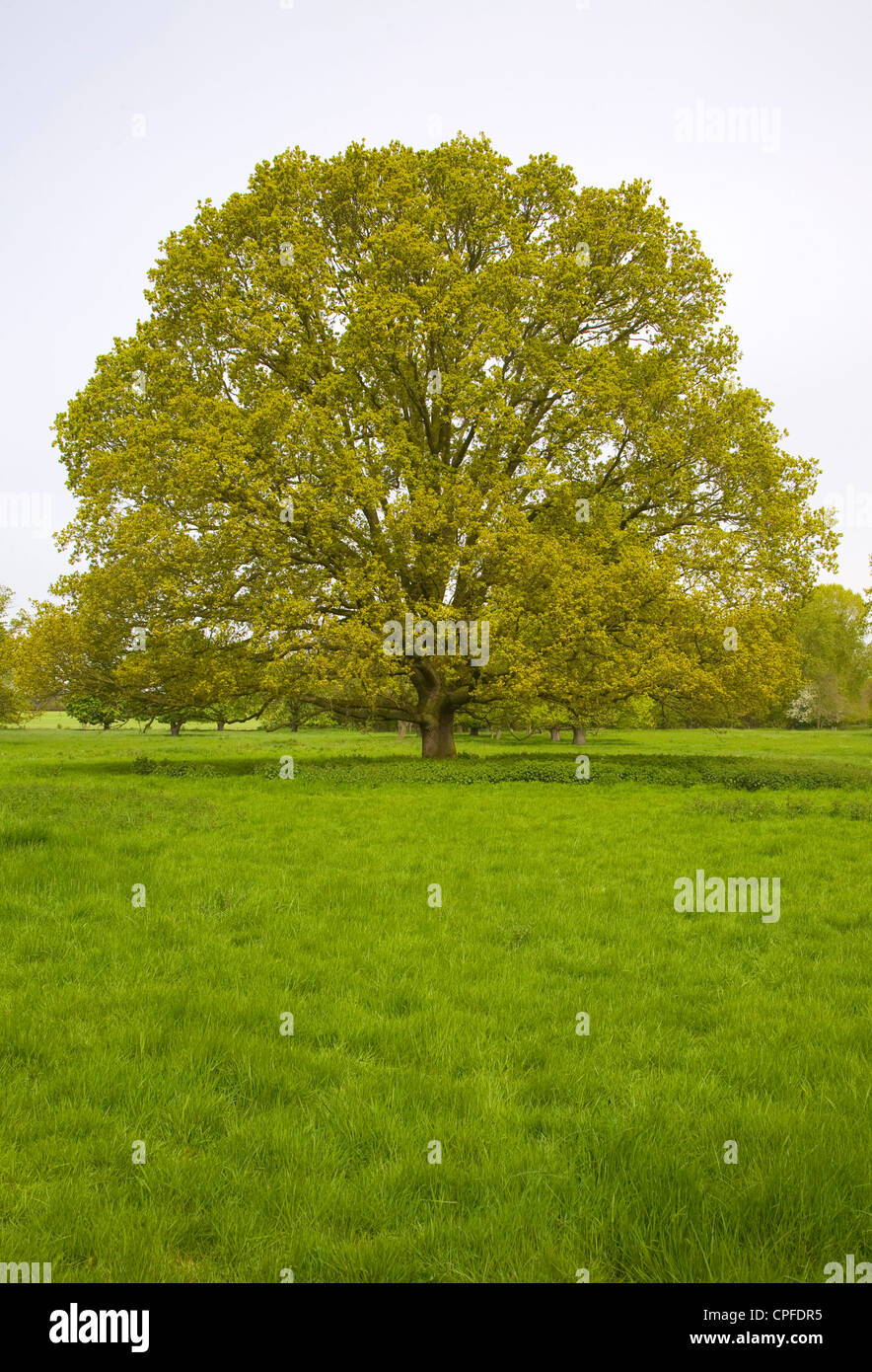 Oaks quercus robur hi-res stock photography and images - Alamy