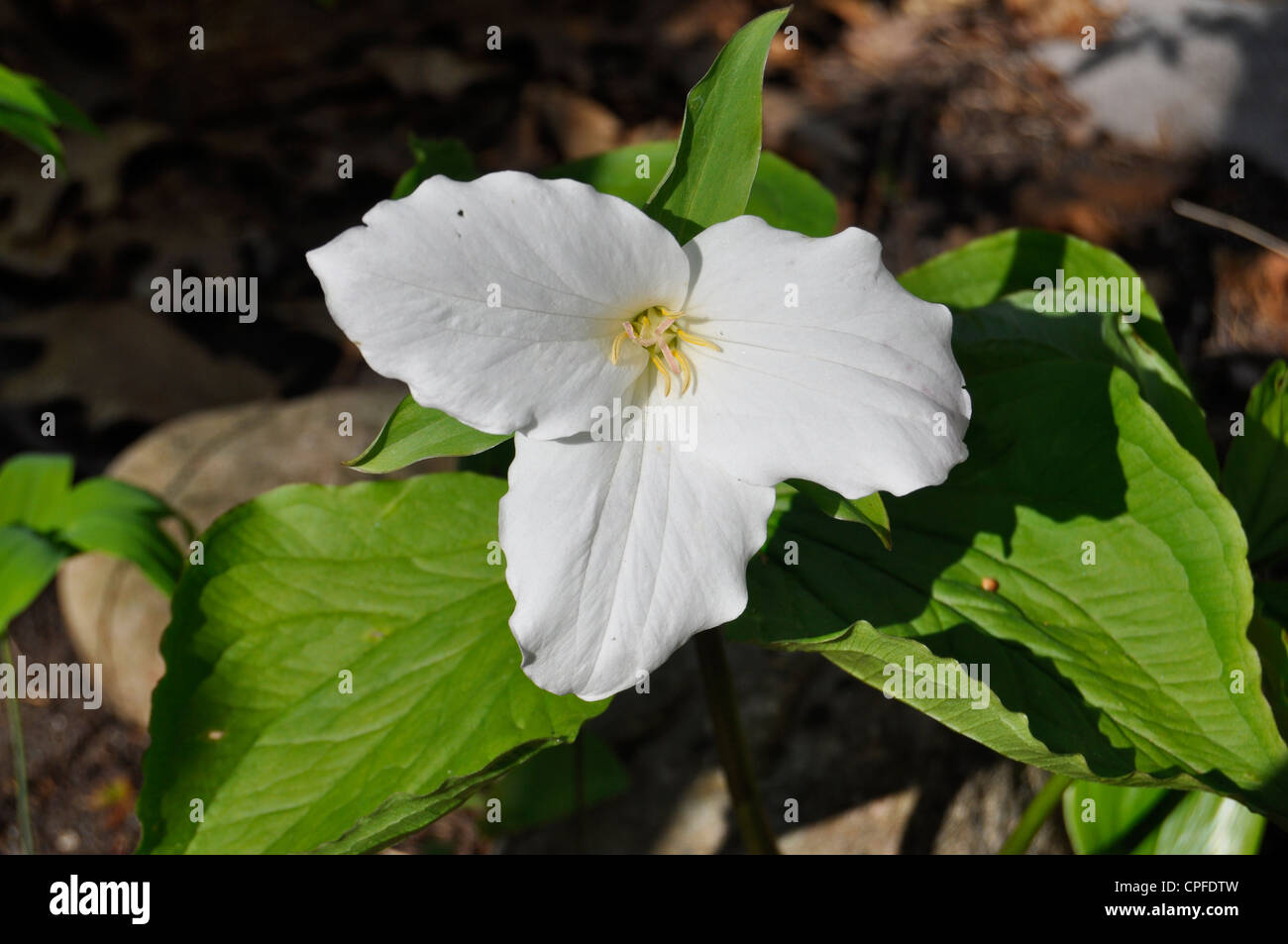 Flower of Ontario Stock Photo - Alamy