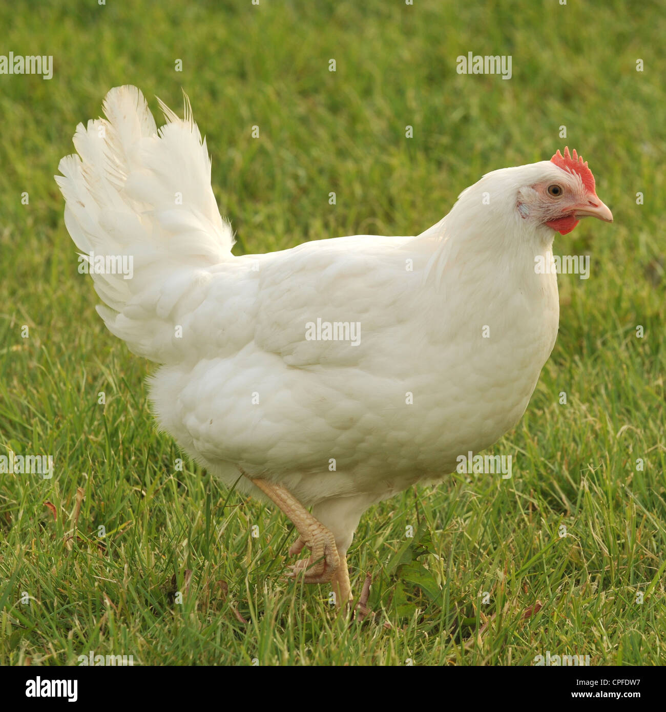 Chicken profile hi-res stock photography and images - Alamy