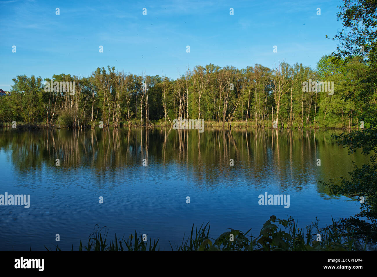 Pond with calm water in the evening and dead trees reflected in the ...