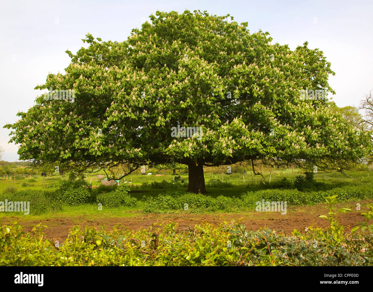 Wide spreading tree hi-res stock photography and images - Alamy