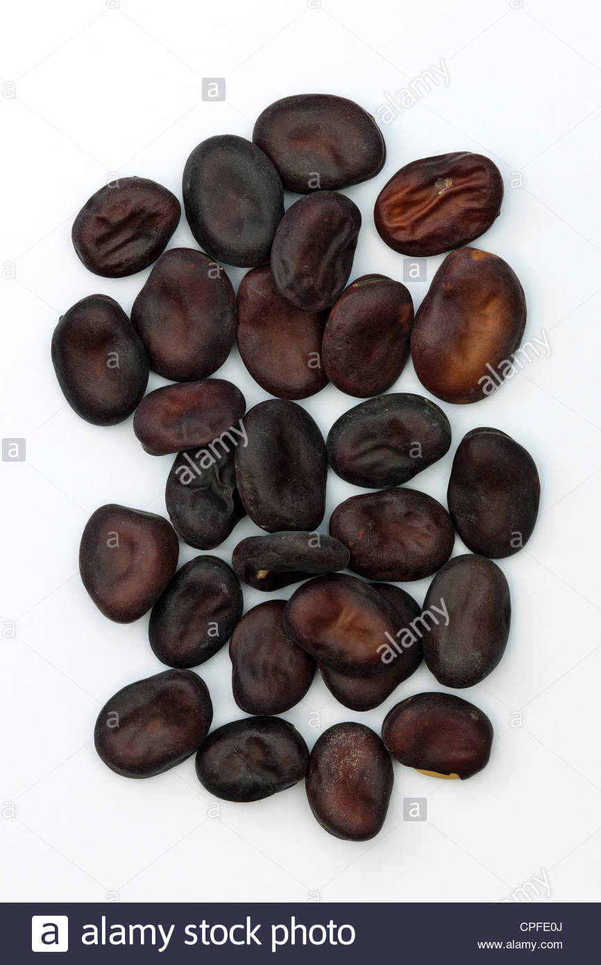 Broad Beans Vicia Faba Seeds Stock Photos & Broad Beans Vicia Faba ...