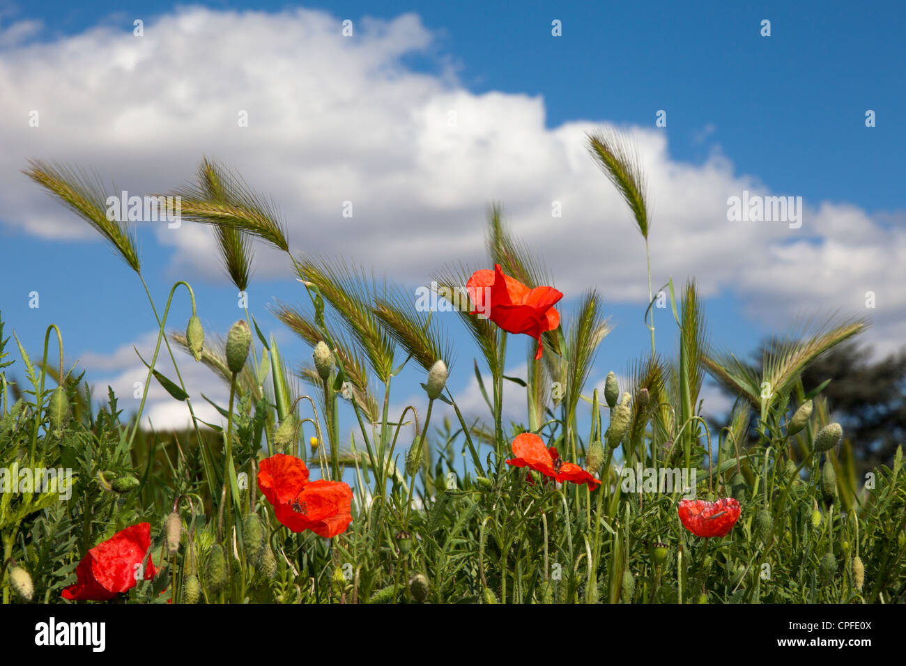 Symphony of nature Stock Photo - Alamy