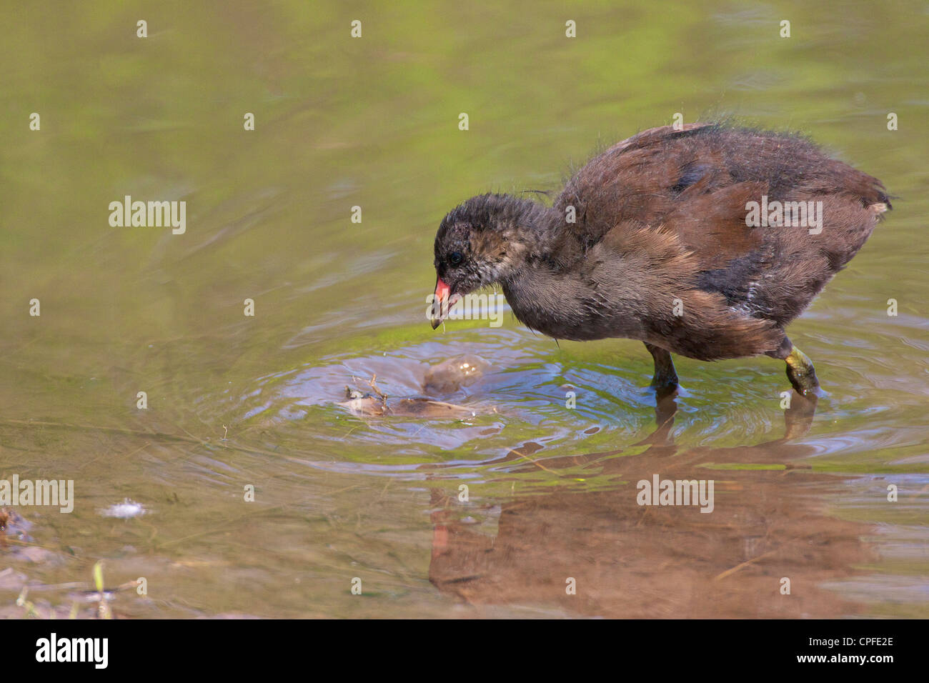 Common Moorhen (Gallinula chloropus), Fledgling feeding along waters ...