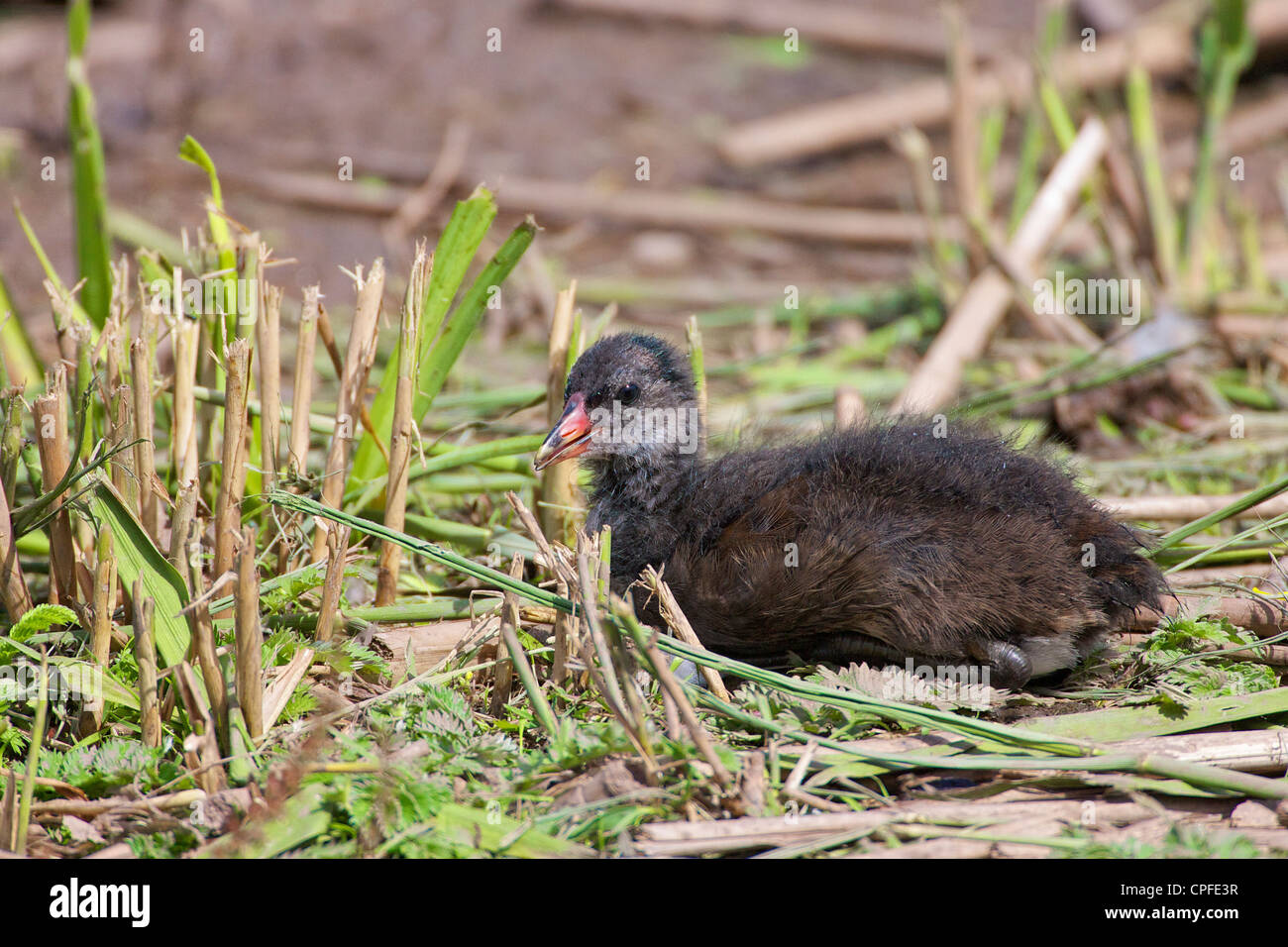 Common Moorhen (Gallinula chloropus) Fledgling resting in managed ...