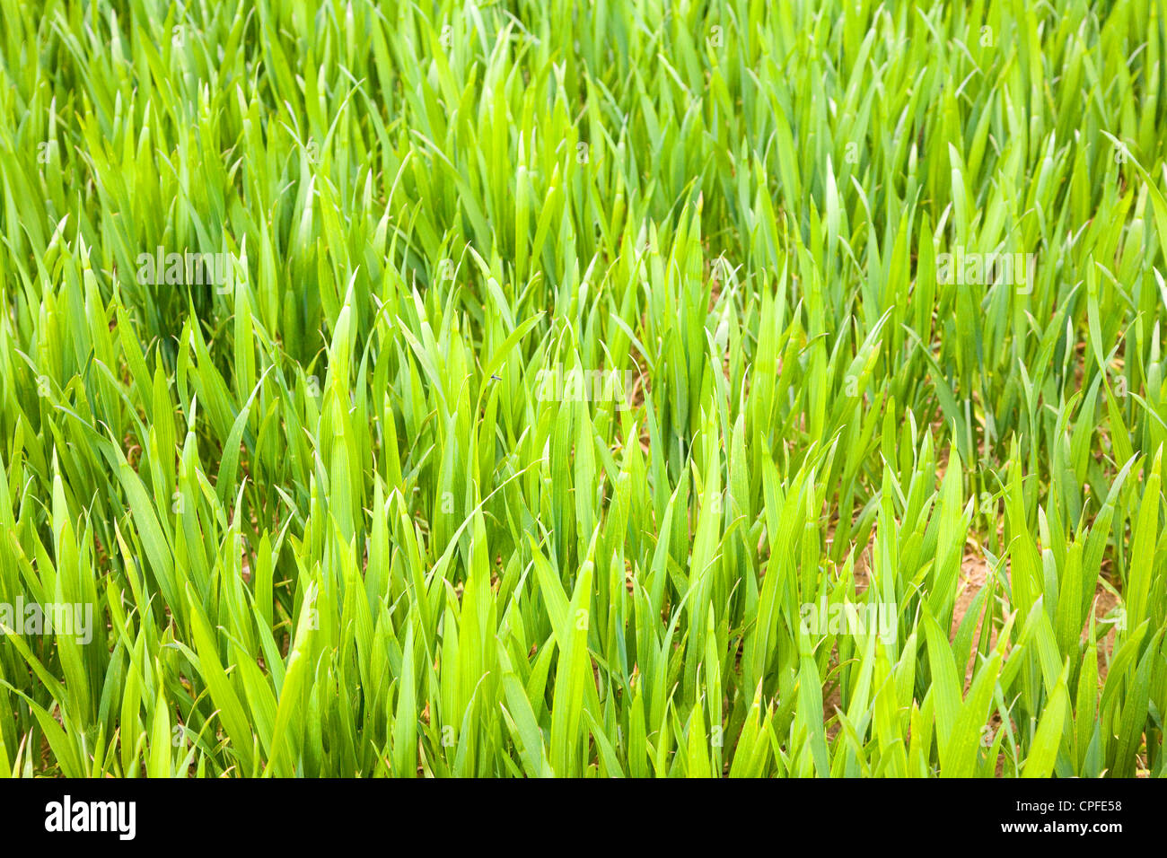 Emerge hi-res stock photography and images - Alamy