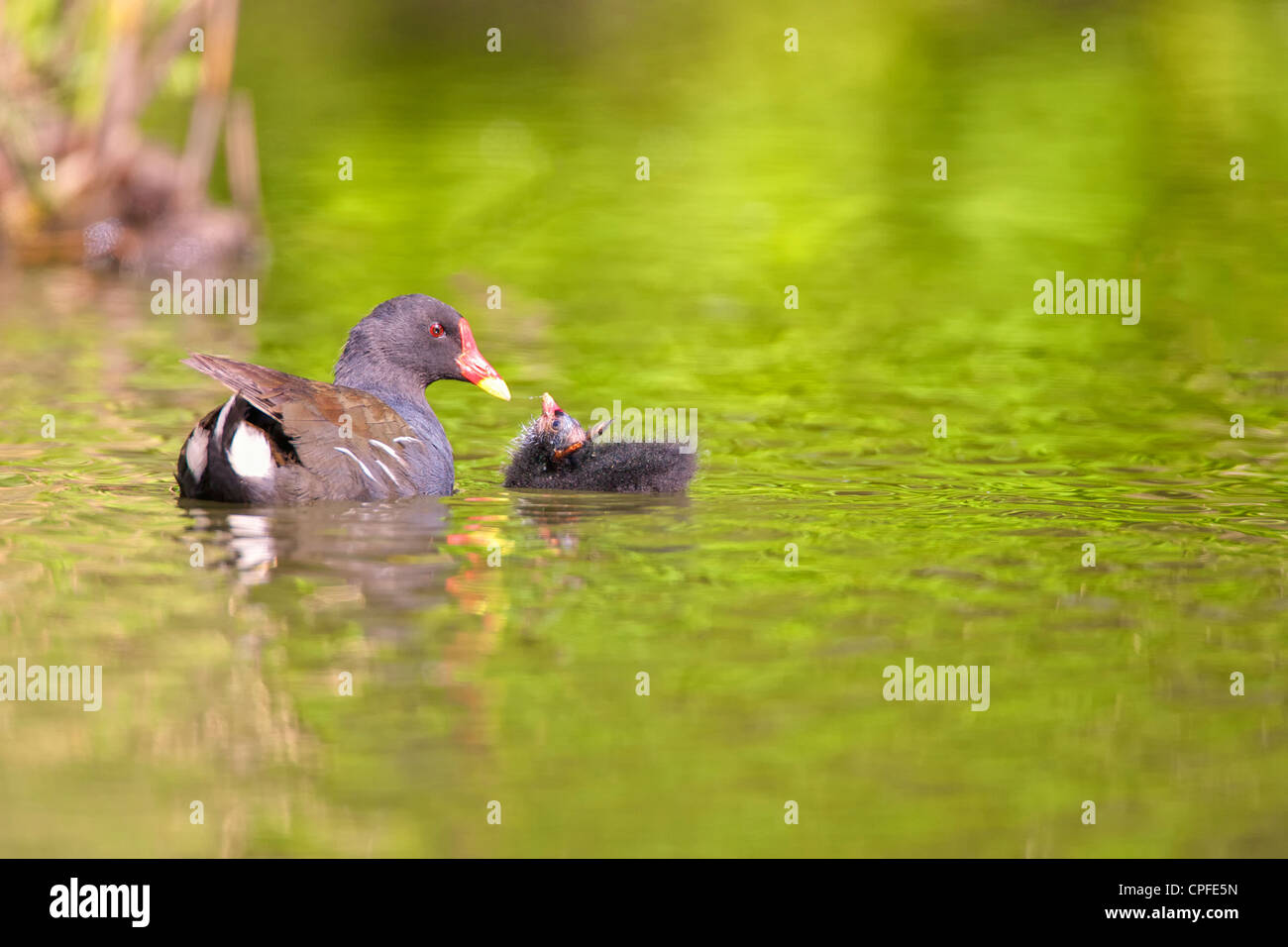 Common Moorhen (Gallinula chloropus), Feeding it's Squab or Chick Stock ...
