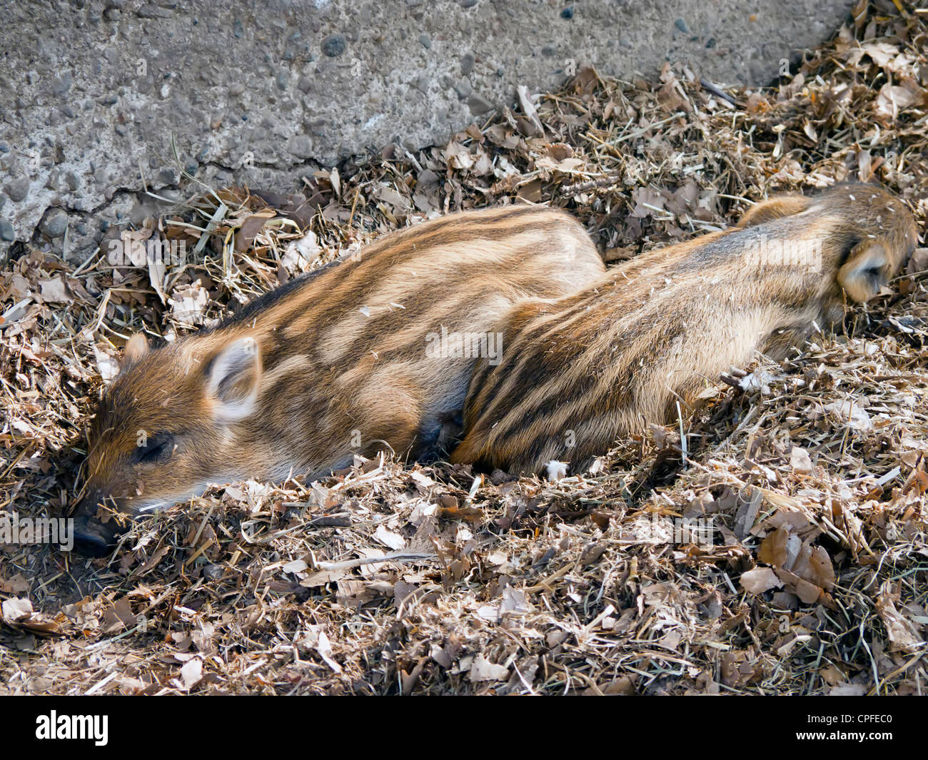 Young wild boar sleeping in a farm Stock Photo - Alamy