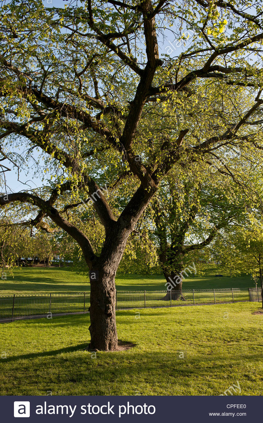 Wych Elm Tree Stock Photos & Wych Elm Tree Stock Images - Alamy