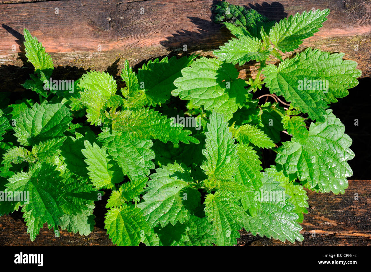 Stinging nettles hi-res stock photography and images - Alamy