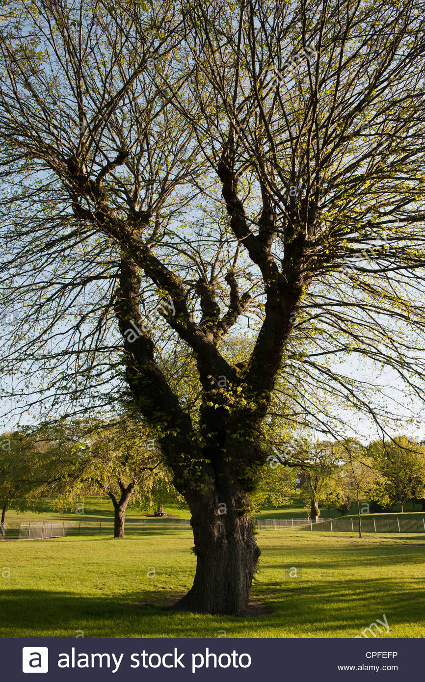 Wych Elm Tree Stock Photos & Wych Elm Tree Stock Images - Alamy