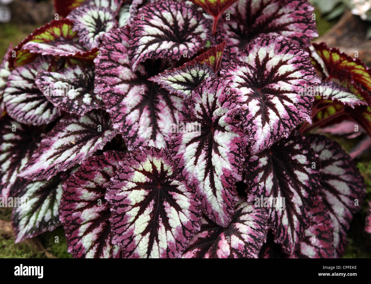 Begonia Firecracker RHS Chelsea Flower Show 2012 Stock Photo - Alamy