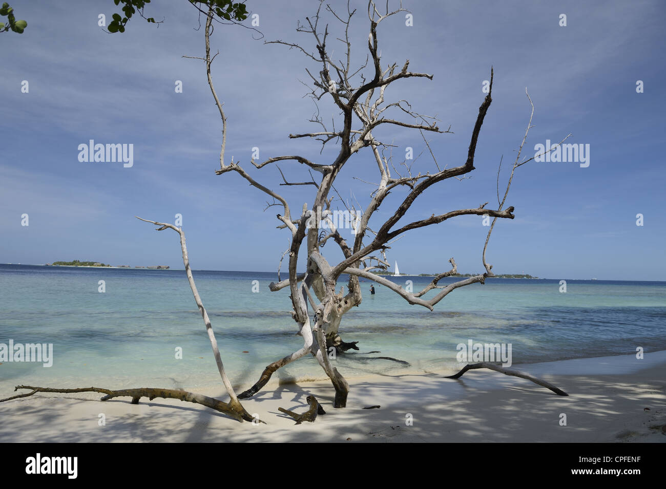 Maldives dead tree on a tropical beach Stock Photo - Alamy