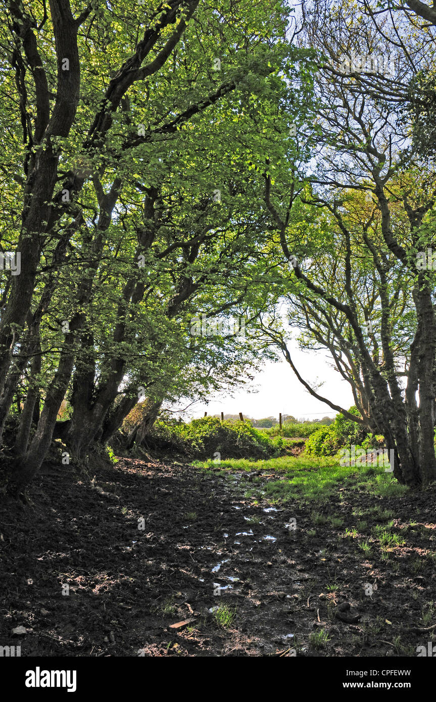 Old sunken lane hi-res stock photography and images - Alamy