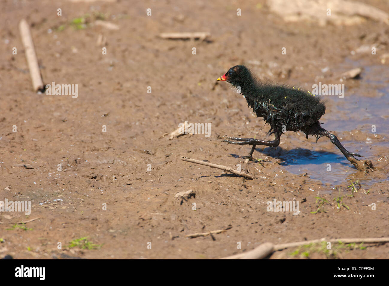 Common Moorhen (Gallinula chloropus), Fledgling running to catch up it ...
