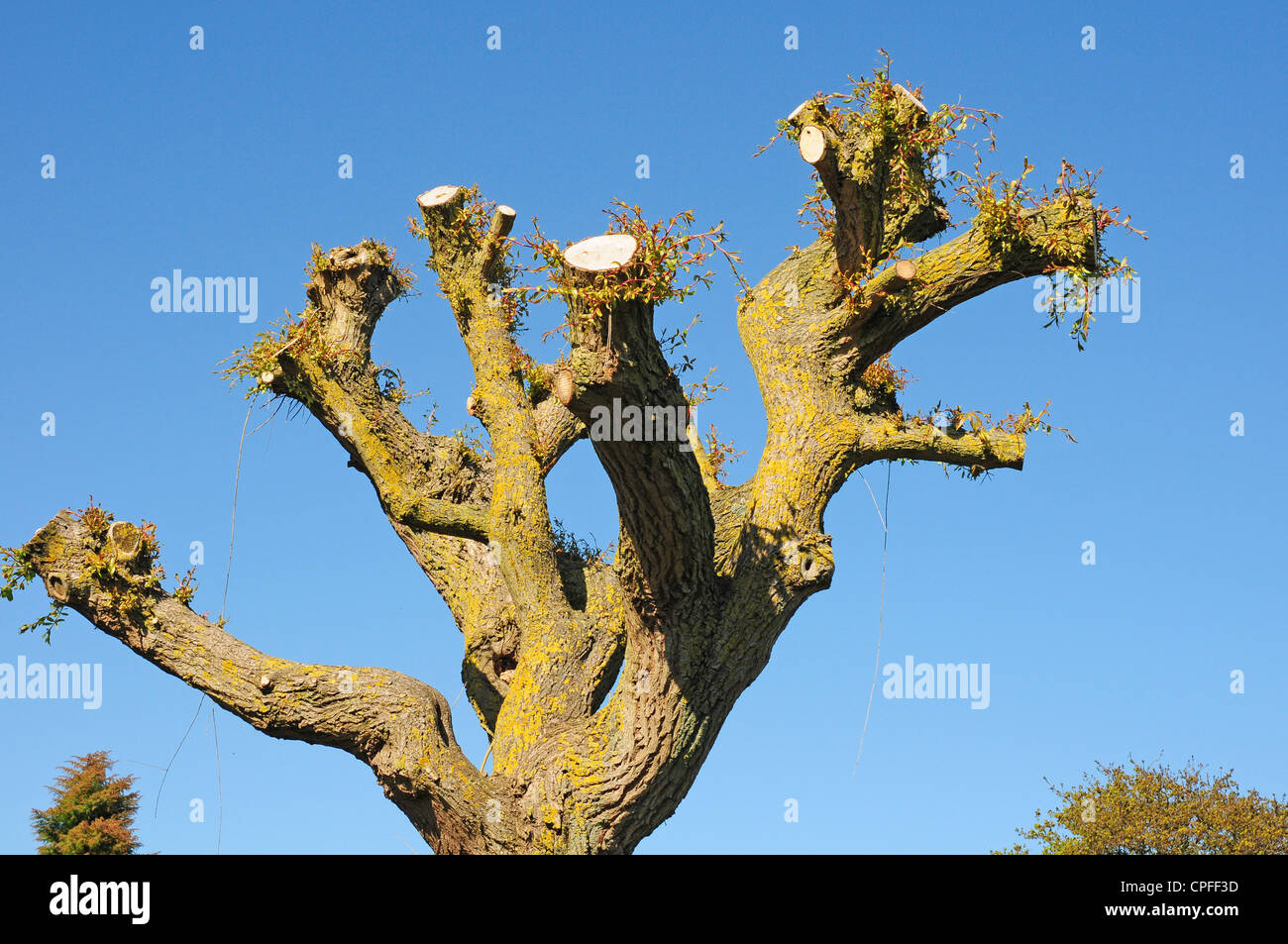 Pollarded Weeping Willow Salix x chrysocoma or Tristis, Sprouting Stock ...