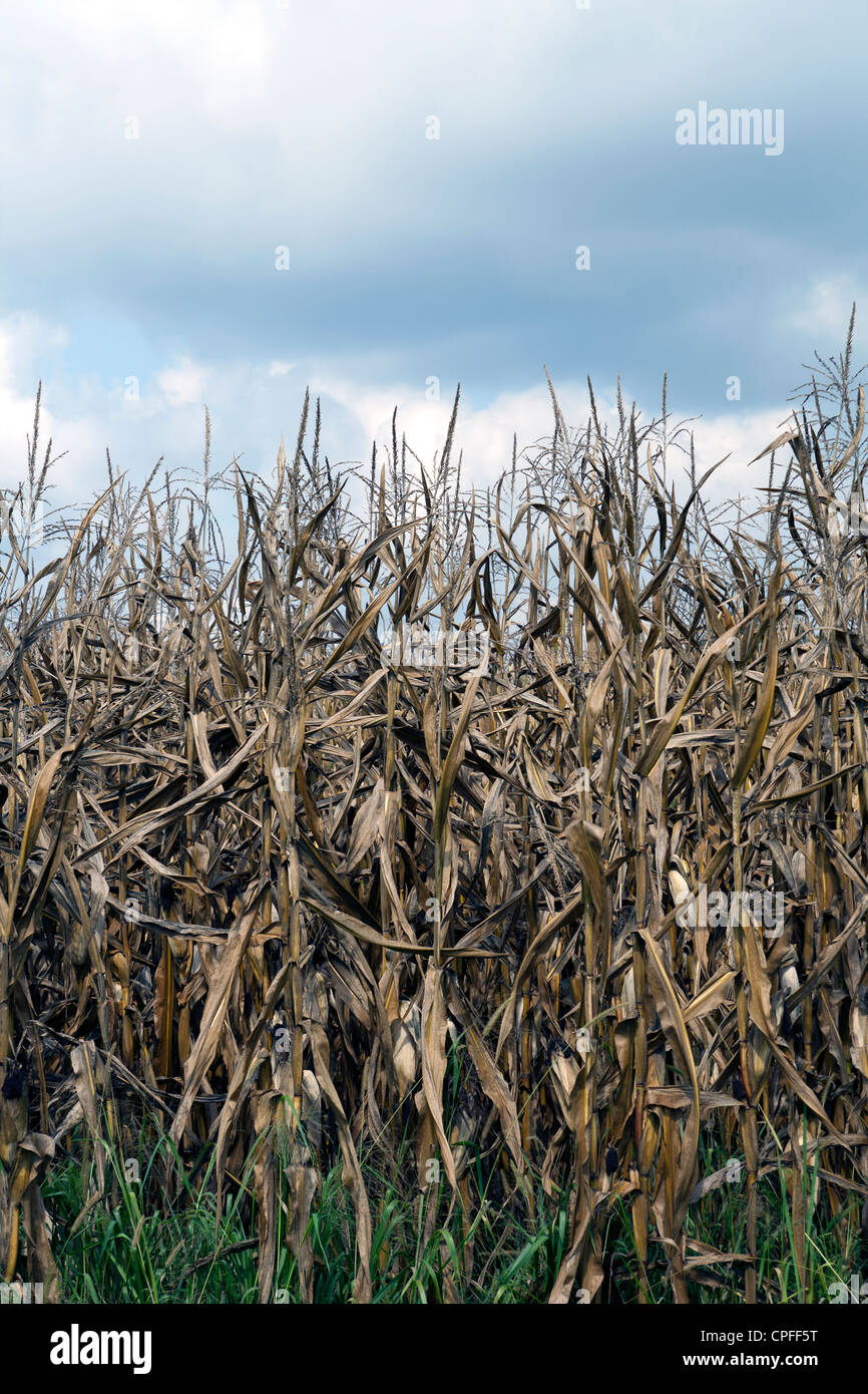 Corn crop at the end of season Stock Photo - Alamy