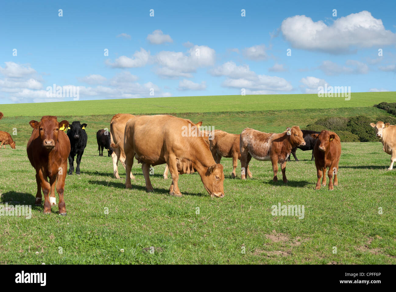 cows on the lawn in Port Isaac in Cornwall Stock Photo - Alamy
