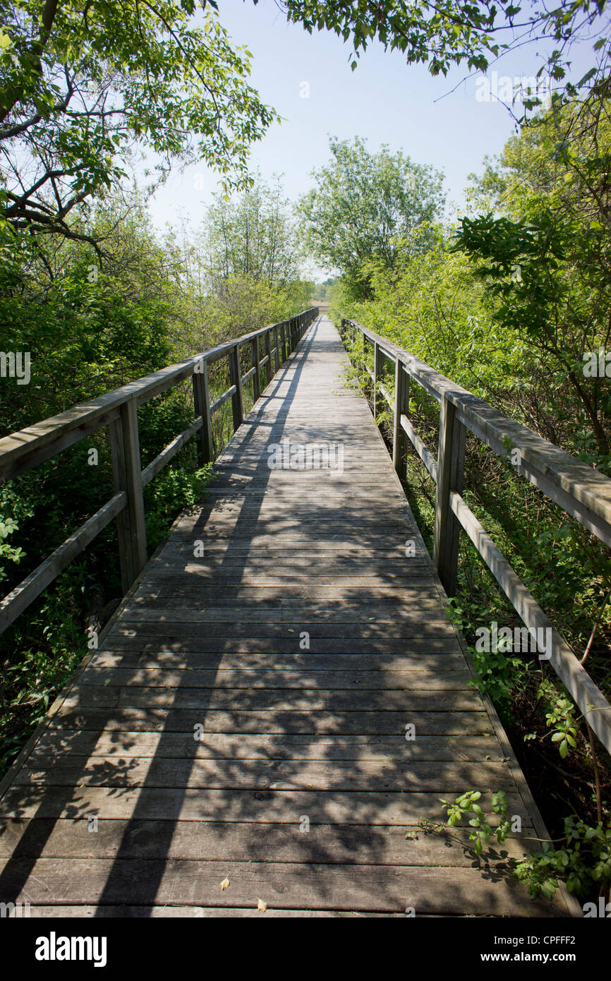 Boardwalk over a marsh area Stock Photo - Alamy