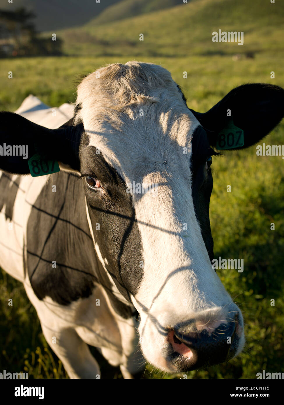 Holstein cow at HIstoric E Ranch, Point Reyes National Seashore Stock ...