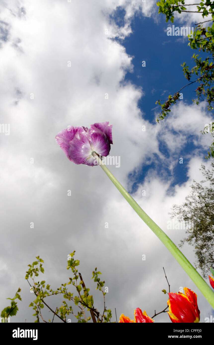 purple tulip background of sky and clouds Stock Photo - Alamy