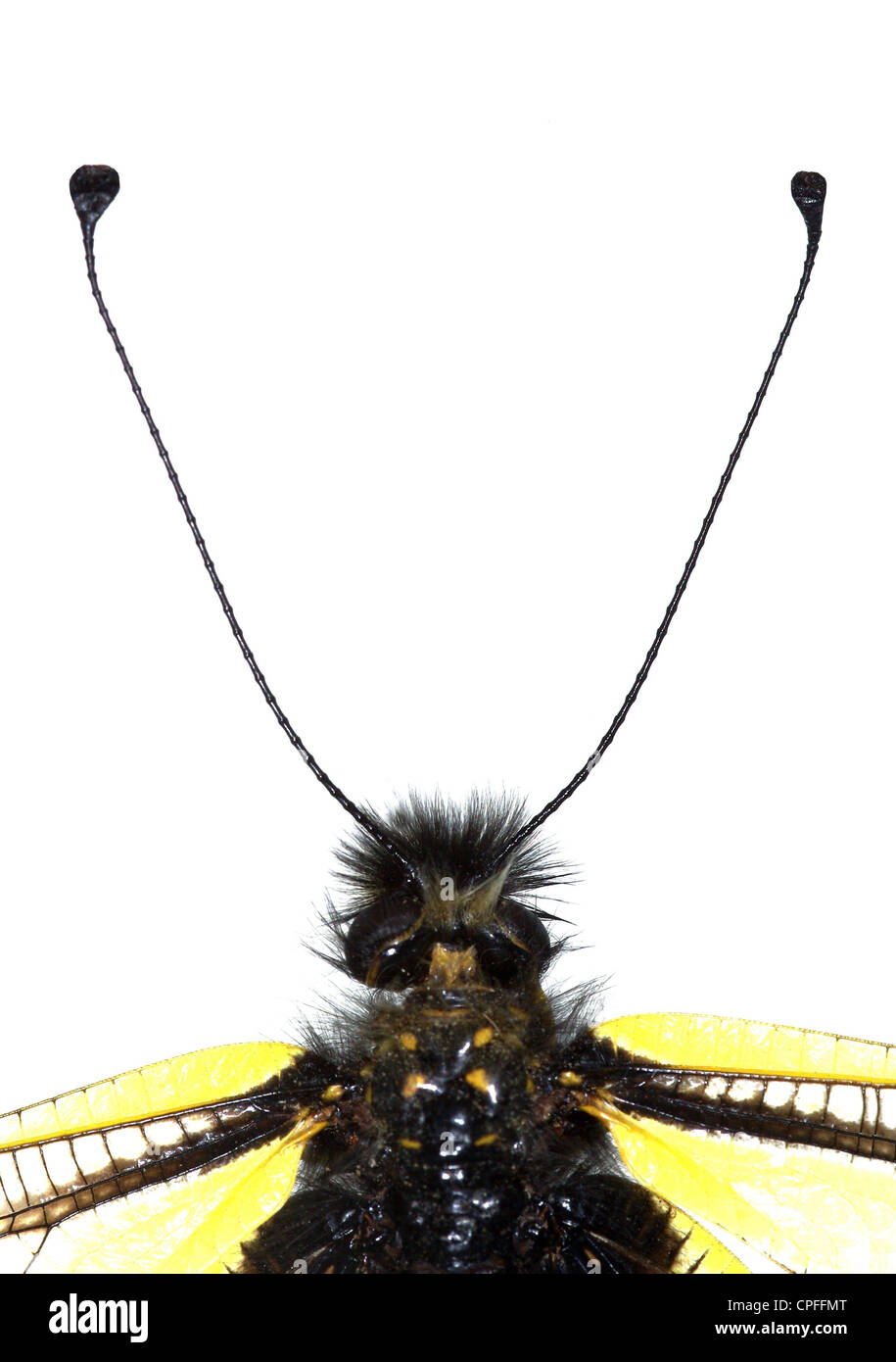 Head and antenna of owly Sulphur (Libelloides coccajus), an European ...