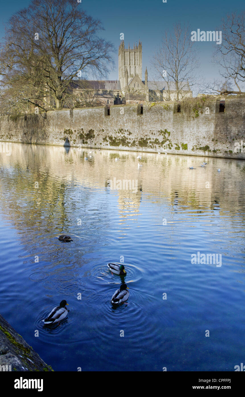 Wells cathedral and Bishop's palace moat Stock Photo - Alamy