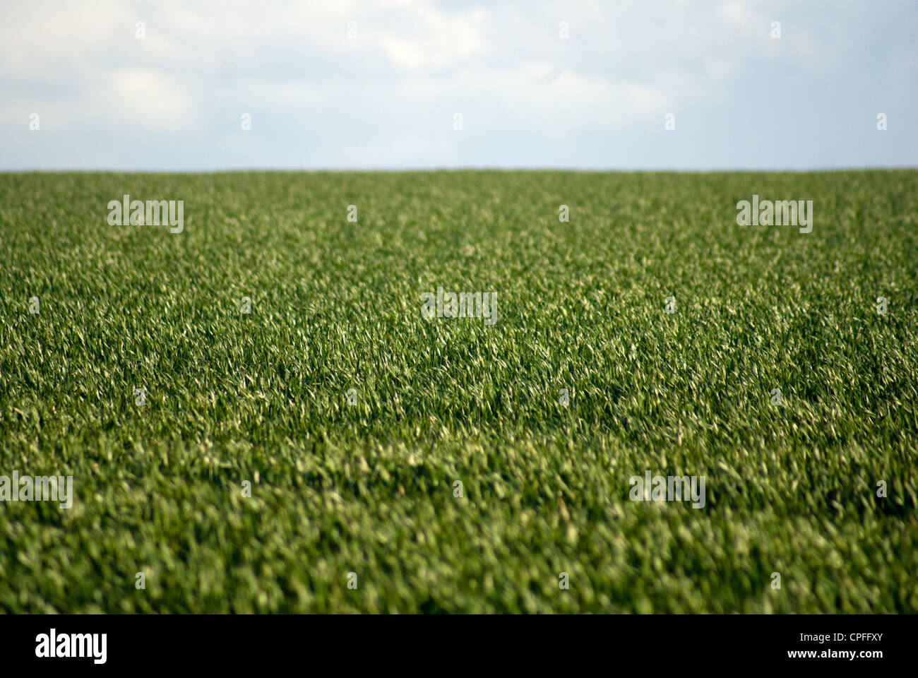 Field of Green Grass Under Blue Cloudy Sky with a short DOF focused on ...