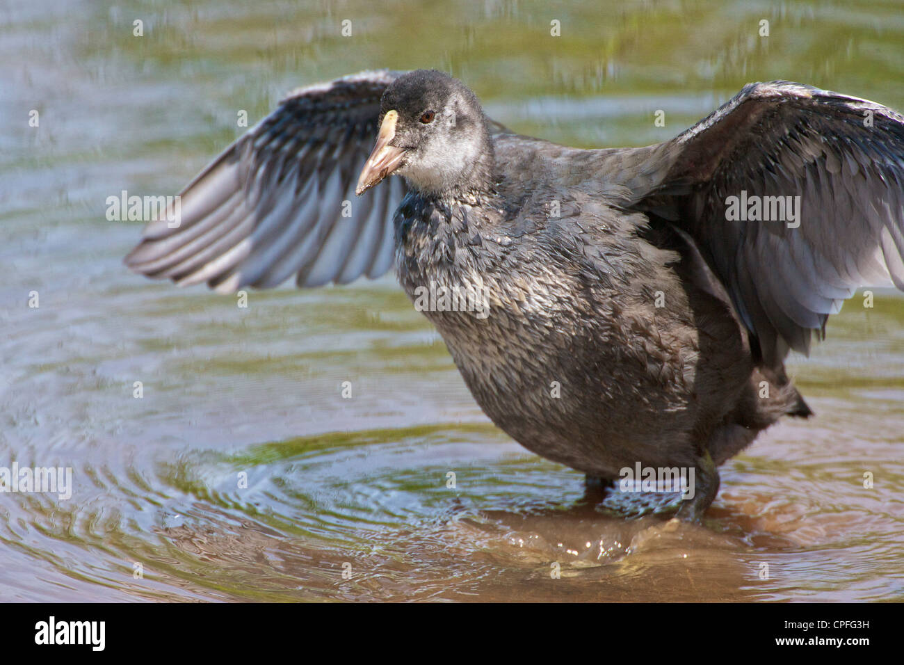 Coot (Fulica atra) Fledgling preening. Still unable to fly, but ...