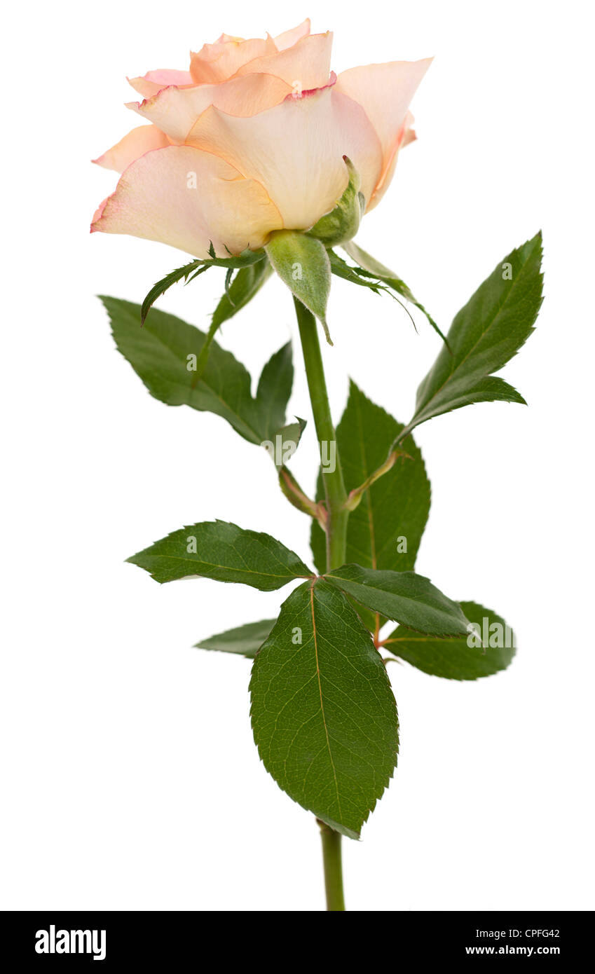 Close up garden rose Cut Out Stock Images & Pictures - Alamy