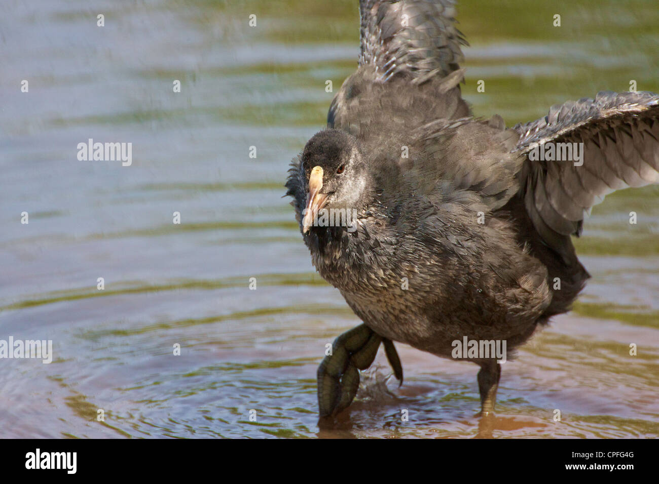 Juvenile coot uk hi-res stock photography and images - Alamy