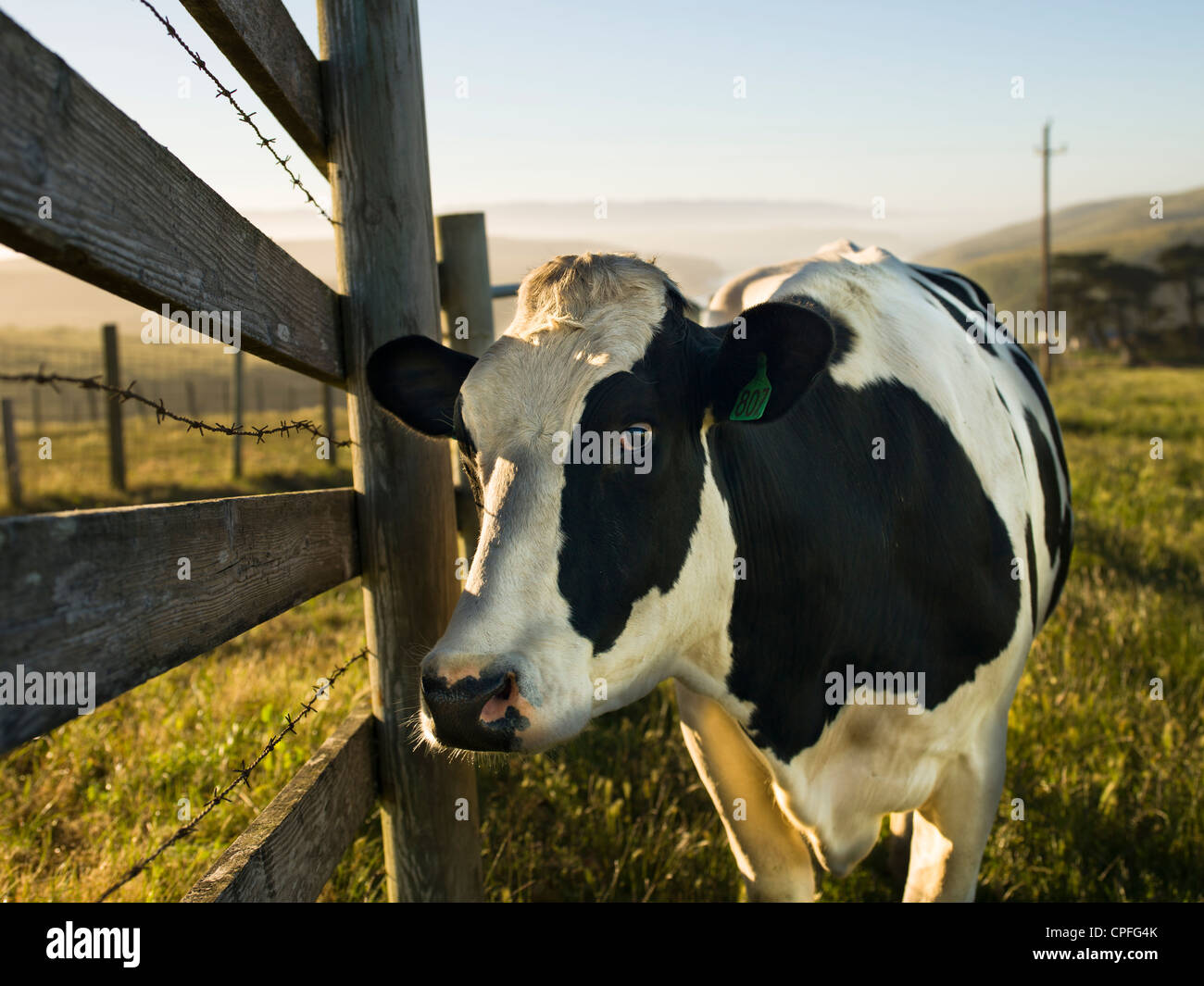 Holstein cow america hi-res stock photography and images - Alamy