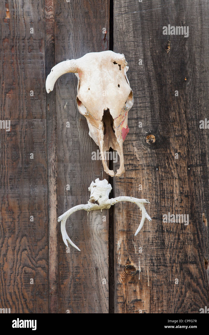 Skull and antlers. Whitney, Oregon Stock Photo - Alamy