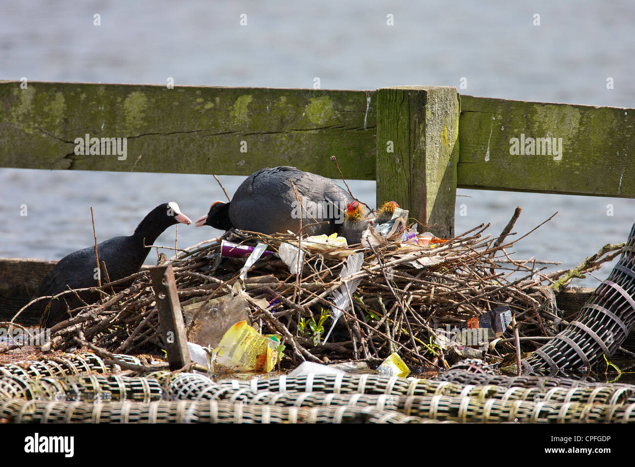 Male Coot (Fulica atra) passing food to female for chicks, or Squabs on ...