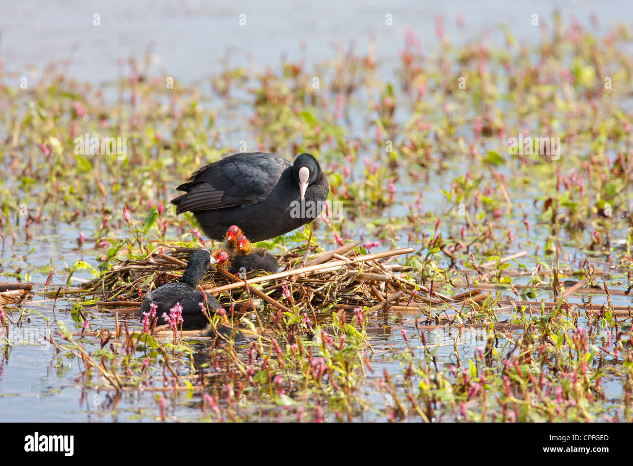 Female coot fulica atra five hi-res stock photography and images - Alamy