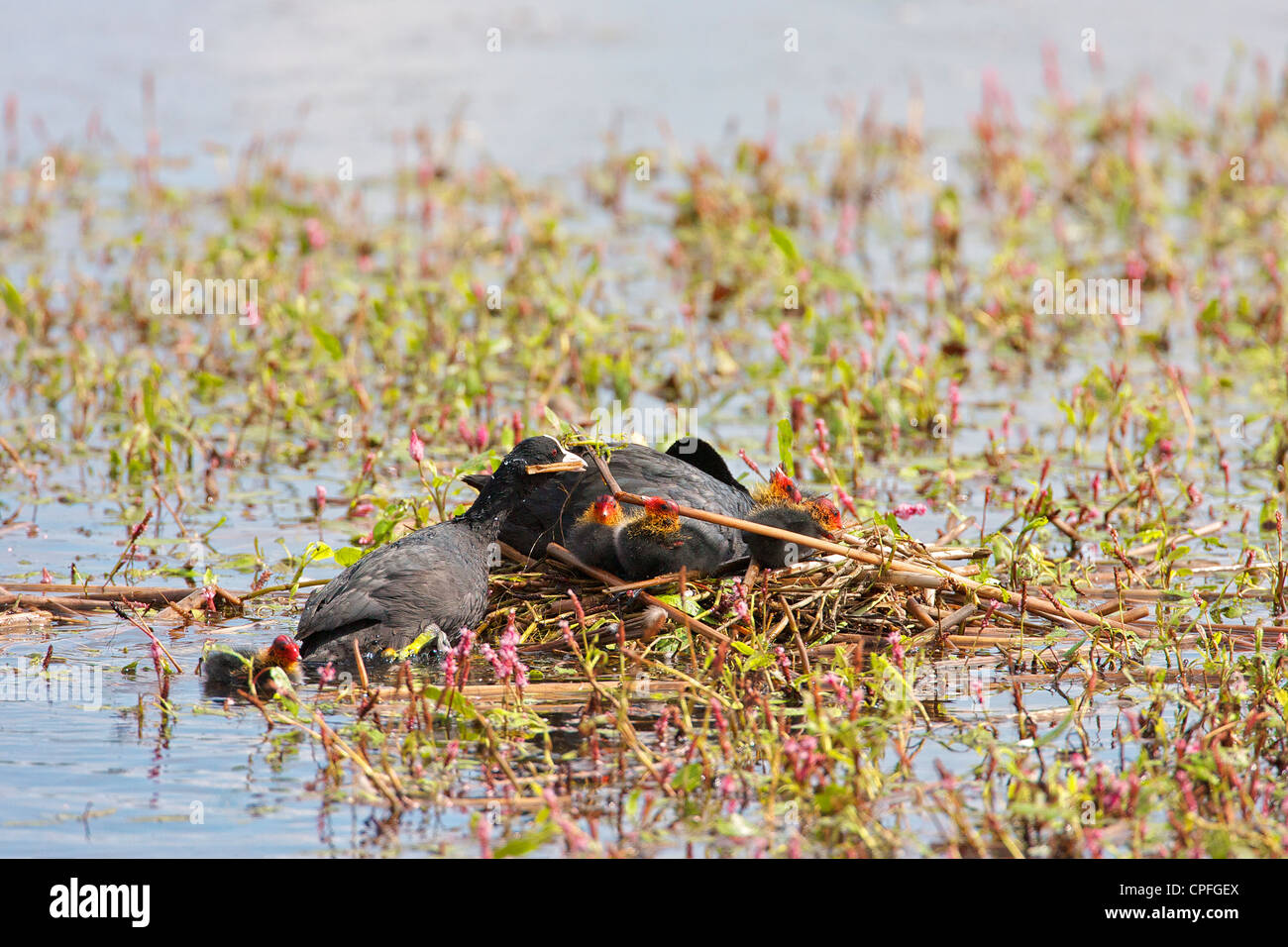 Female Coot (Fulica atra) On nest with five chicks. Maintenance and ...