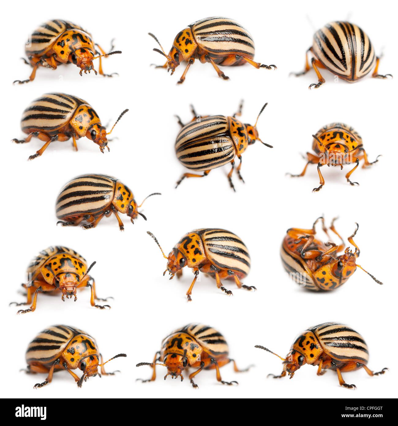 Colorado potato beetles, Leptinotarsa decemlineata, against white ...