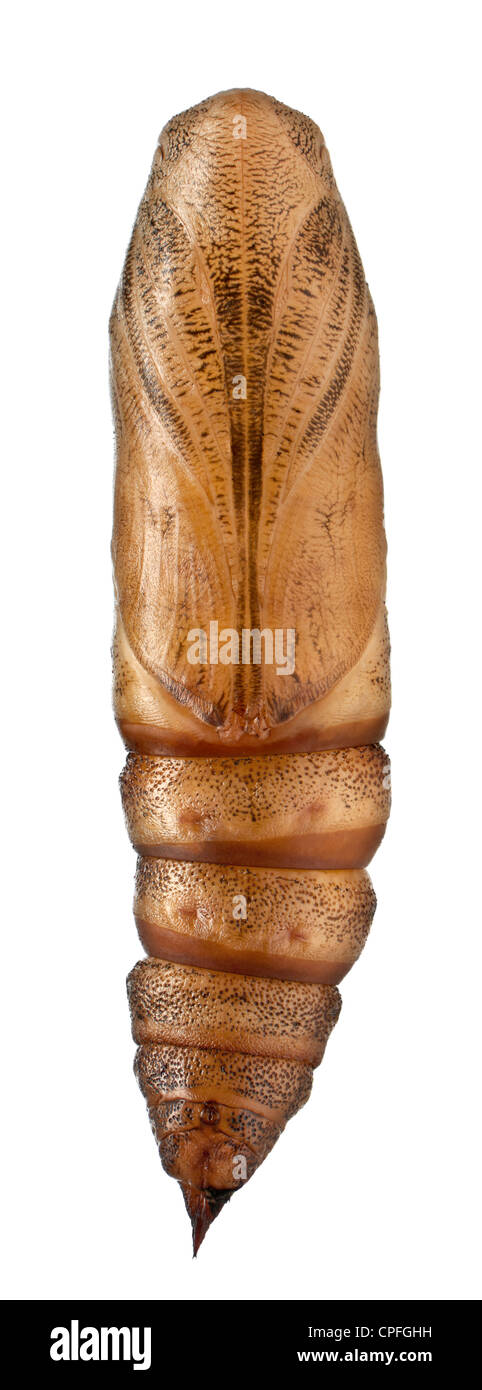 Moth chrysalis hi-res stock photography and images - Alamy