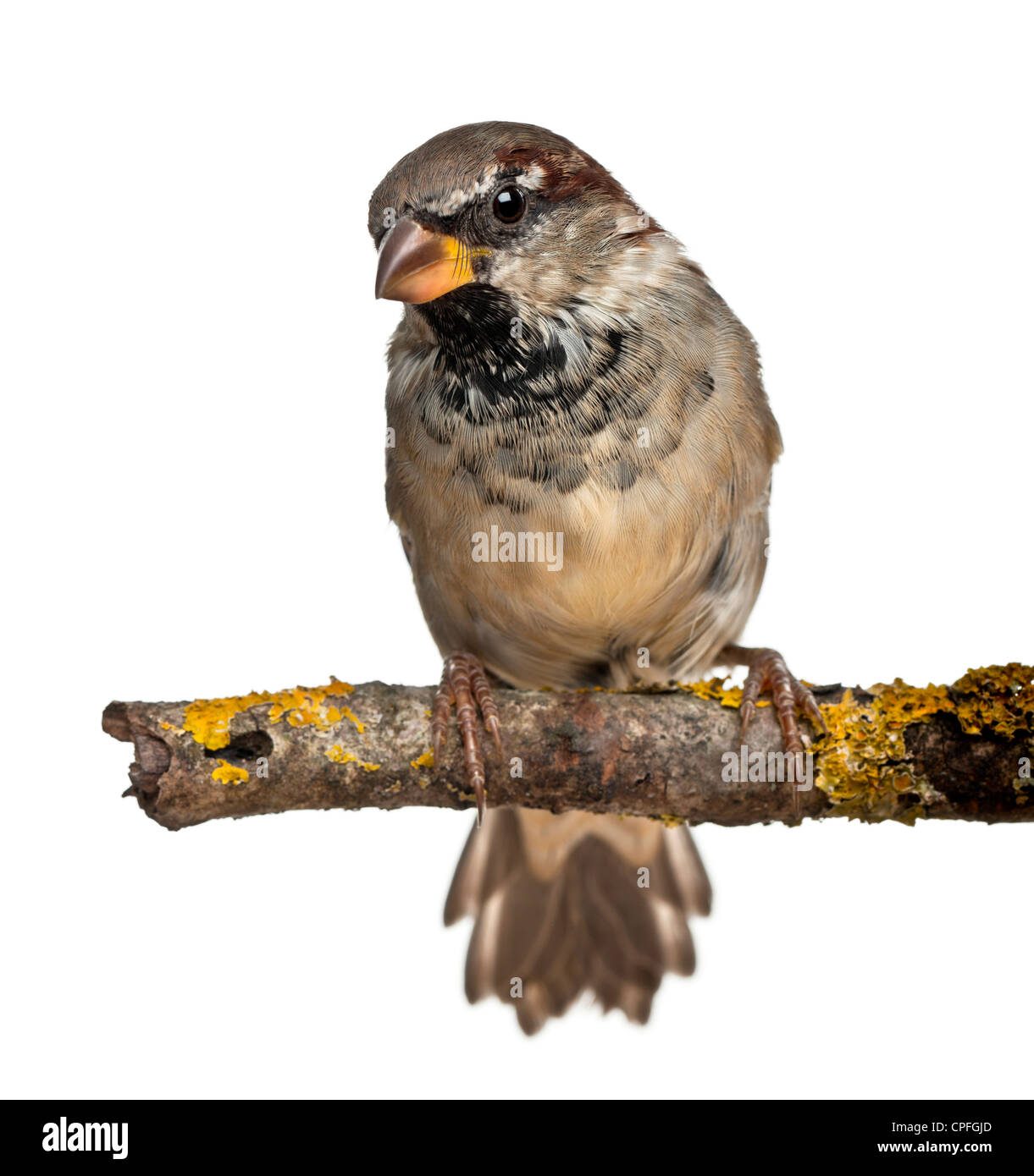 Old and young front of house Cut Out Stock Images & Pictures - Alamy