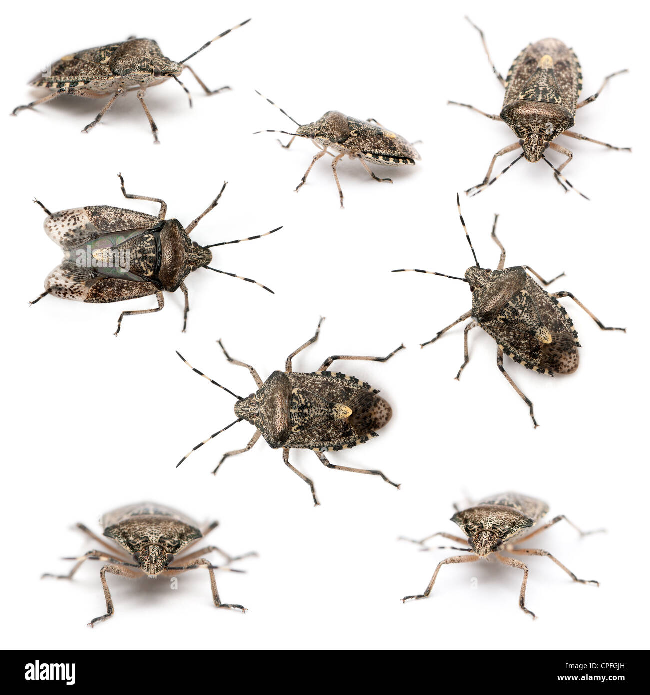 European stink bugs, Rhaphigaster nebulosa, against white background ...