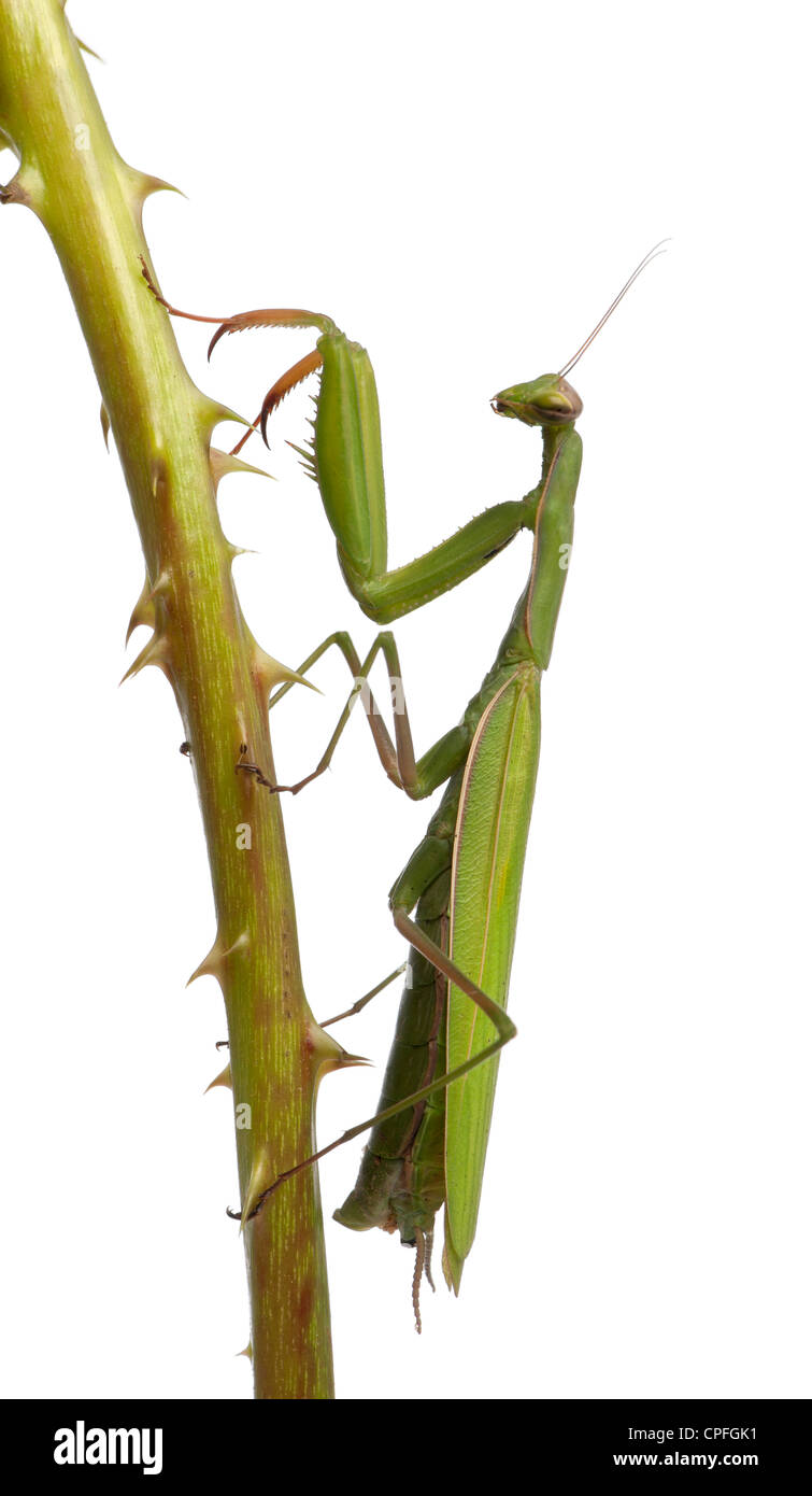 Female European Mantis or Praying Mantis, Mantis religiosa, on bramble ...