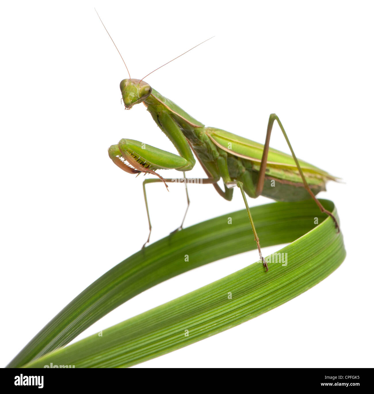 Female European Mantis or Praying Mantis, Mantis religiosa, on grass ...