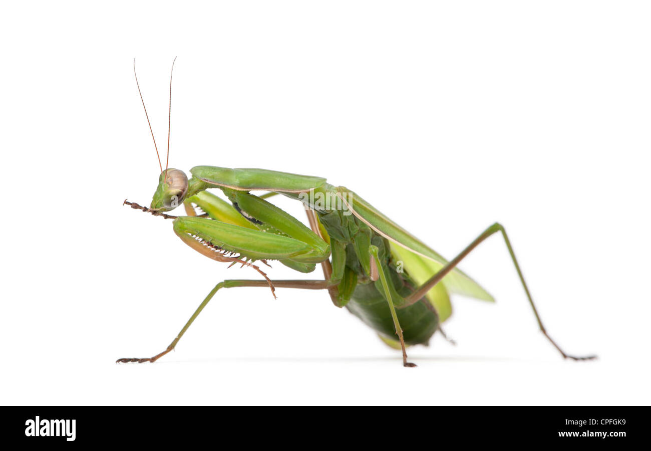 Female European Mantis or Praying Mantis, Mantis religiosa, against ...