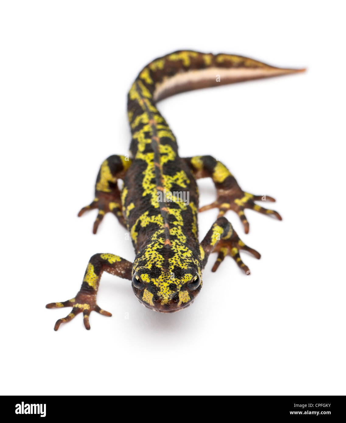 Marbled Newt , Triturus marmoratus, against white background Stock ...