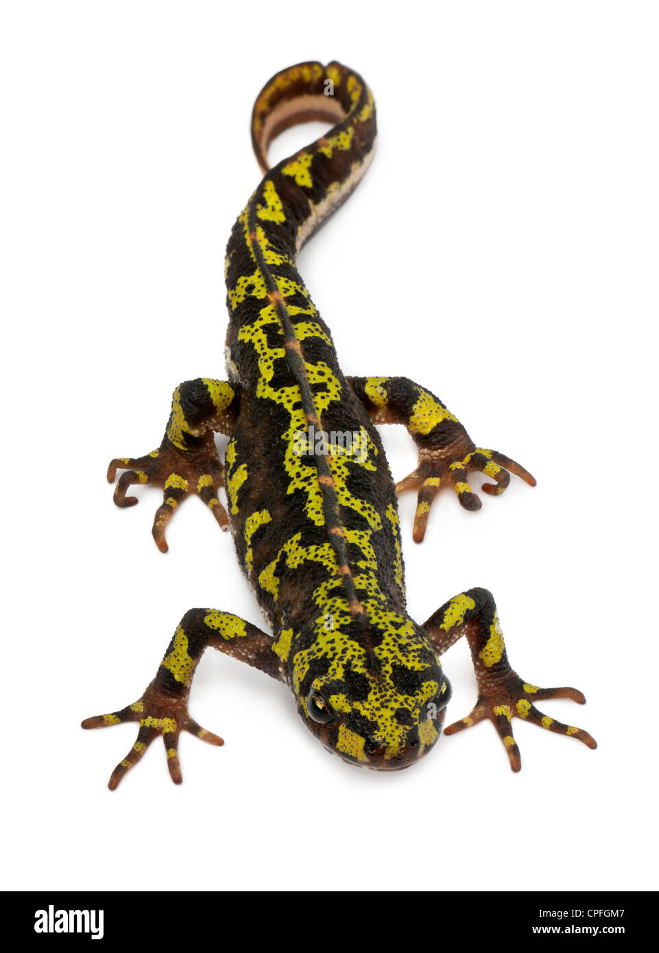 Marbled Newt , Triturus marmoratus, against white background Stock ...