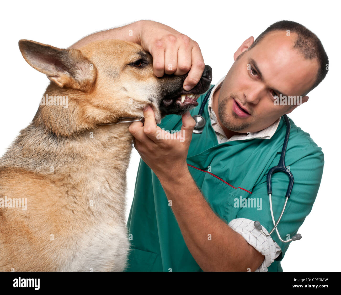 Vet examining a German Shepherd in front of white background Stock ...
