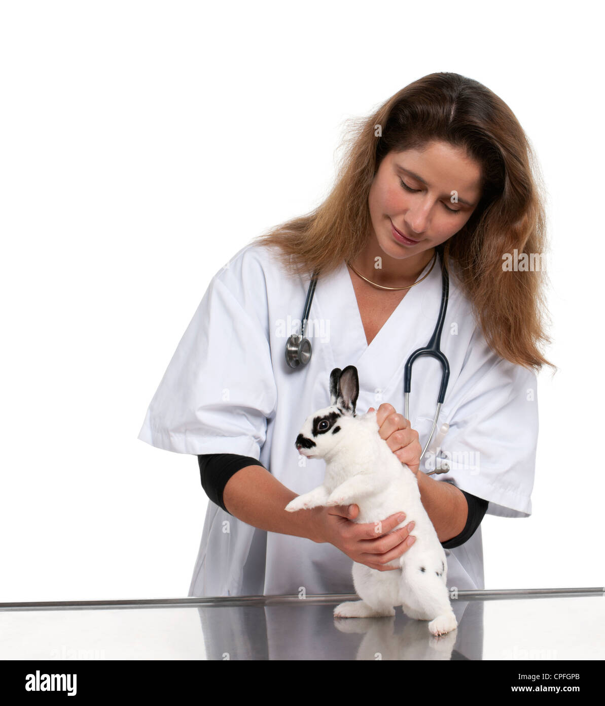 Vet examining a Dalmatian rabbit in front of white background Stock ...