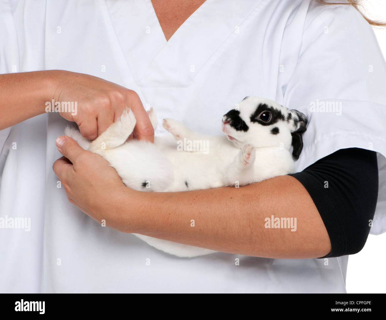 Vet examining a Dalmatian rabbit in front of white background Stock ...