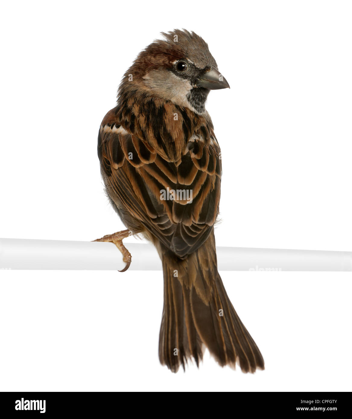 House sparrow hi-res stock photography and images - Alamy