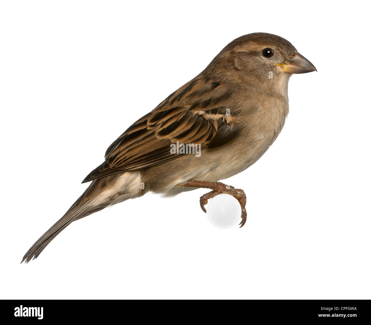 Female House Sparrow, Passer domesticus, 5 months old, perching against ...